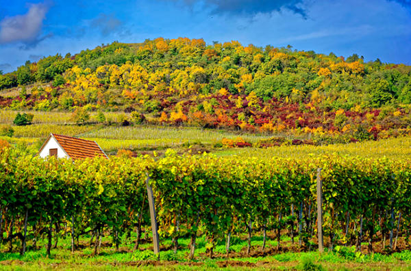 Exploring the Enchanting Tokaj Wine Region: A Journey into Hungary's ...
