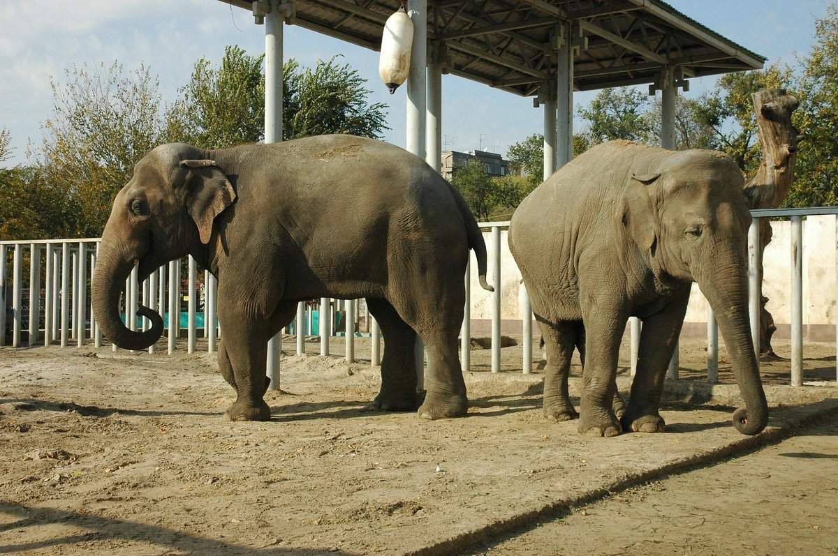 Title: Exploring the Enchantment of Kharkiv Zoo: A Haven for Wildlife ...